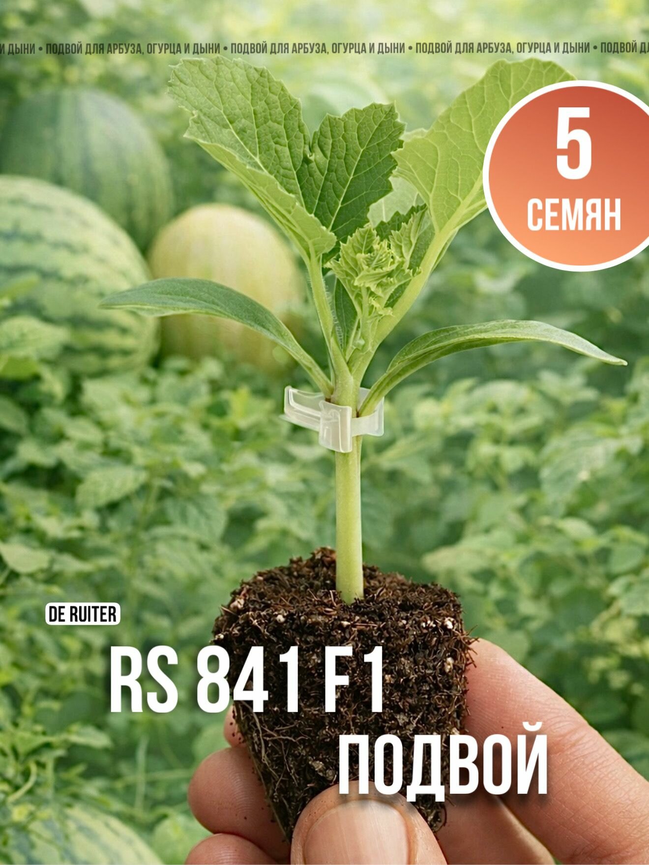 Подвой для арбуза и огурца RS 841 F1 5 семян, De Ruiter