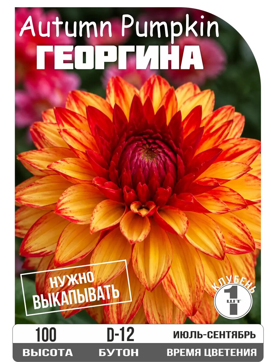 Георгины Отем Пампкайн клубни многолетние 1 шт.