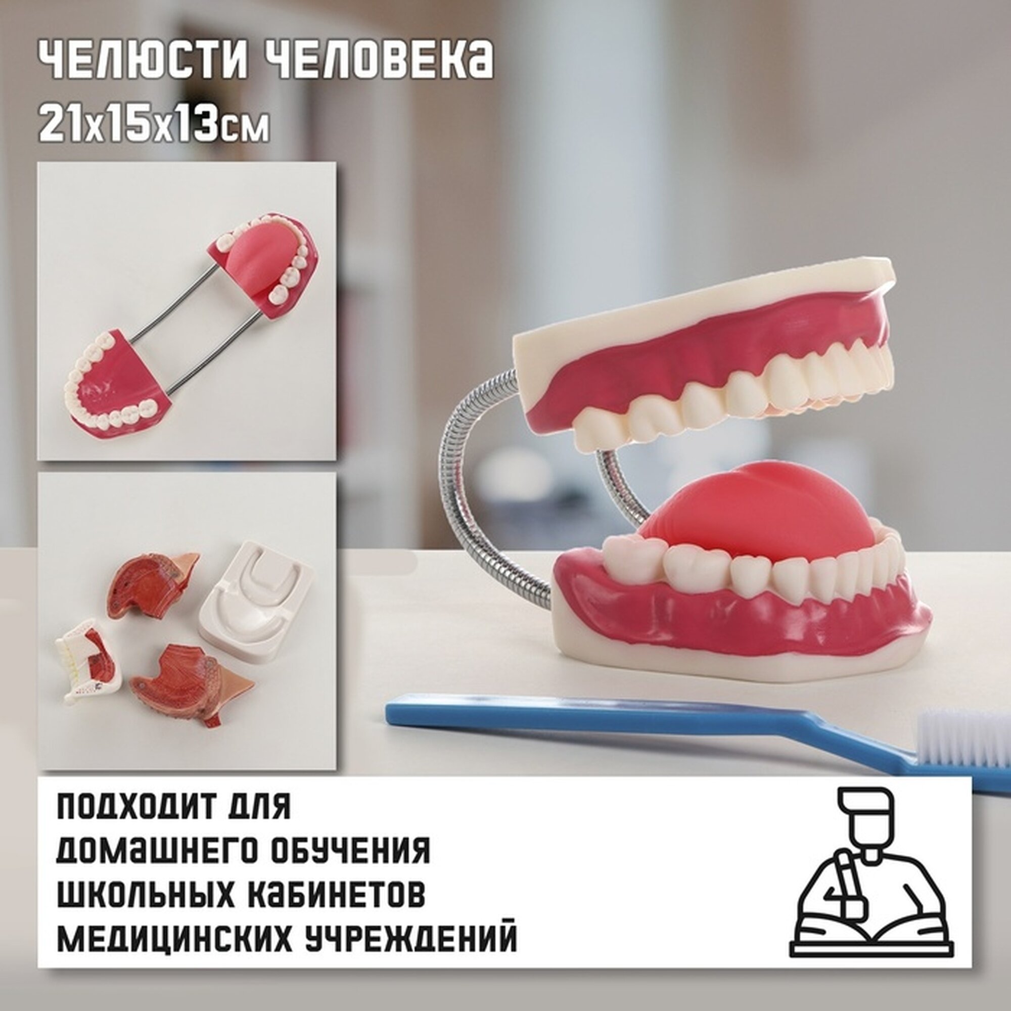 Анатомическая модель «Макет челюсти человека», р. 21×15×13 см