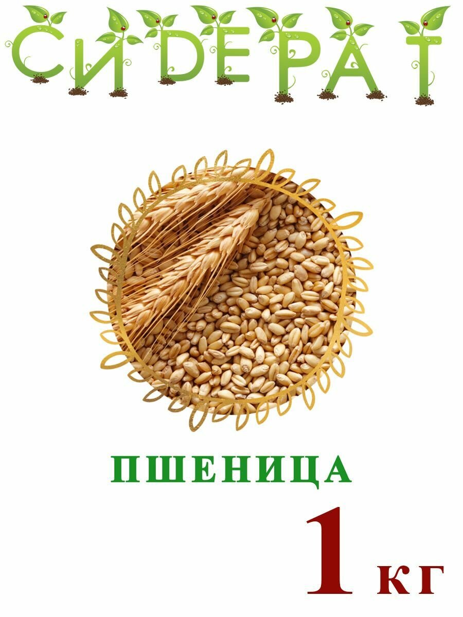 Сидерат Пшеница 1 кг.