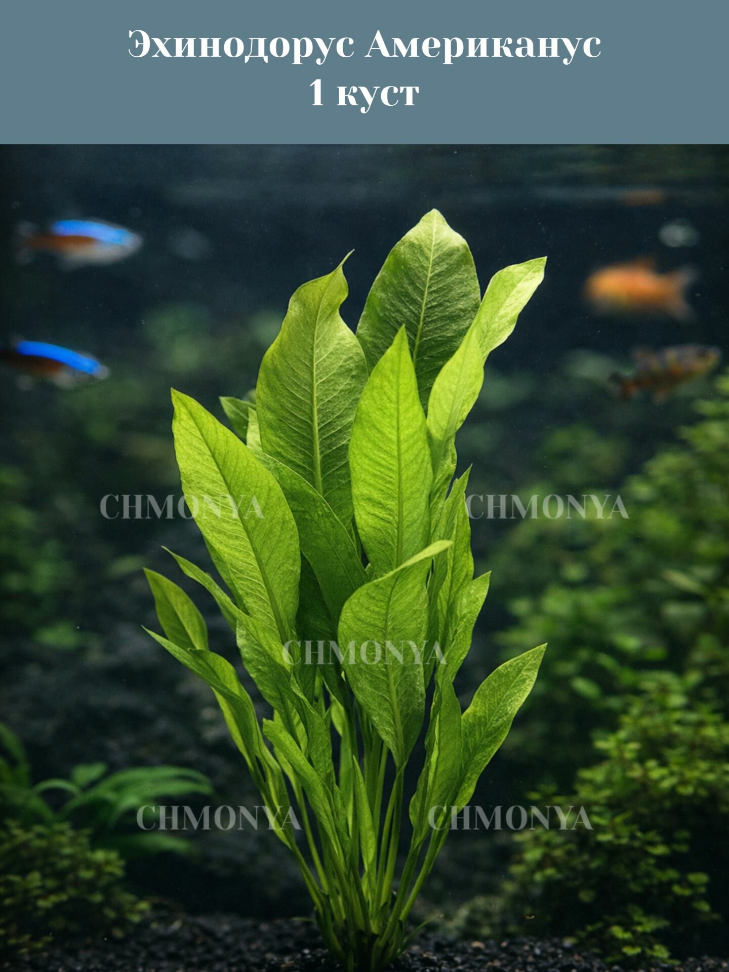 Аквариумное растение Эхинодорус Американский (echinodorus Americanus) , живое аквариумное растение