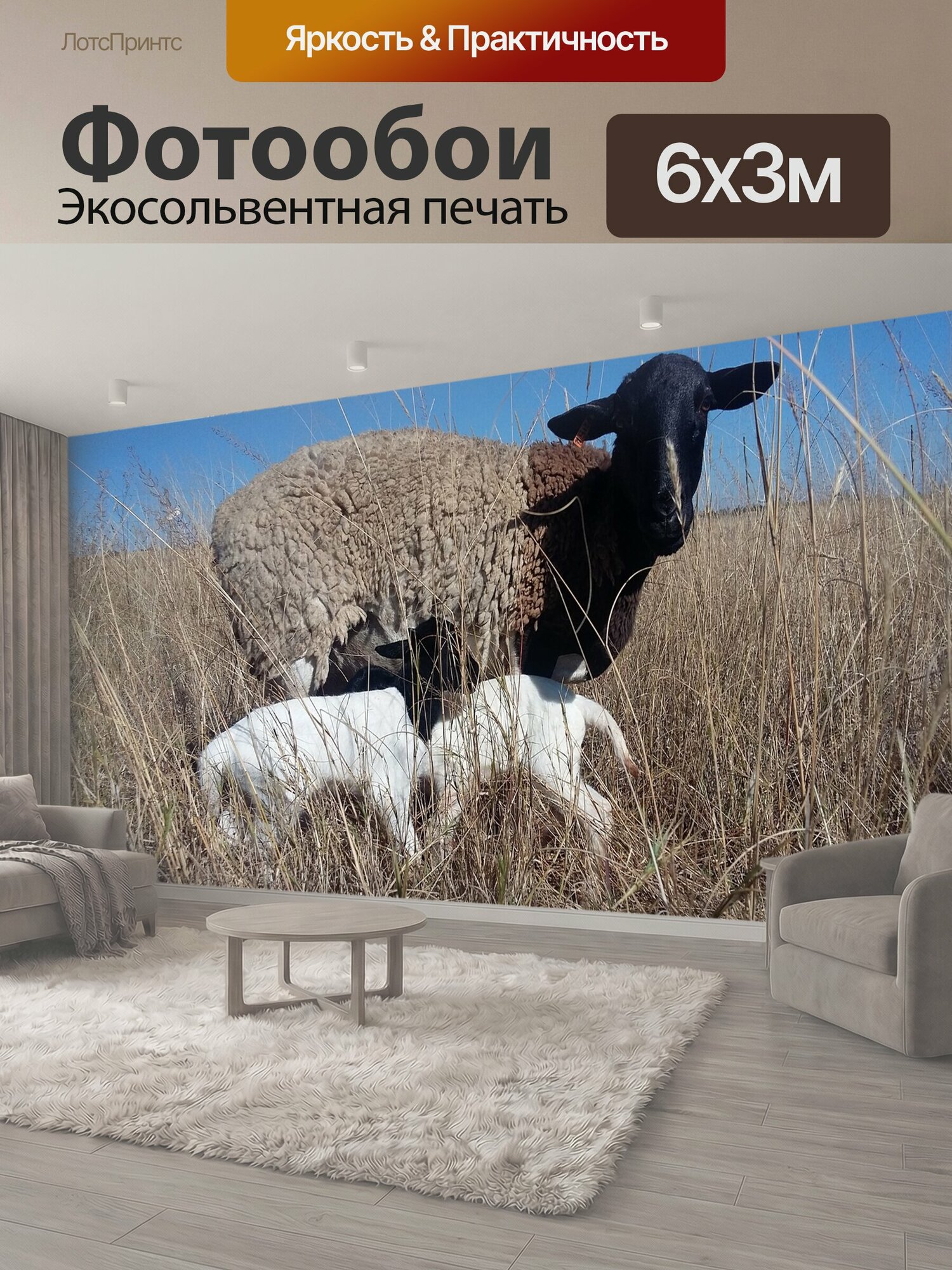 Фотообои "Dorper, овец, две овечки" 600x300 см. экосольвентная печать