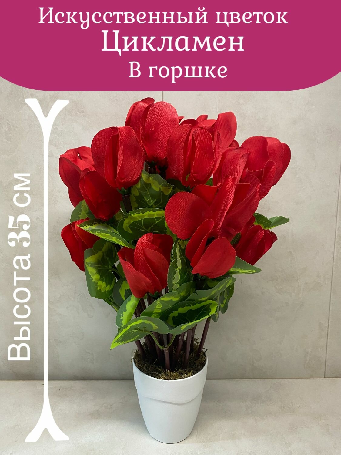 Цикламен в горшке красный от "Лотос"