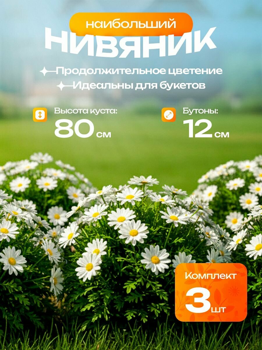 Ромашка Гигант крупноцветковая, многолетняя