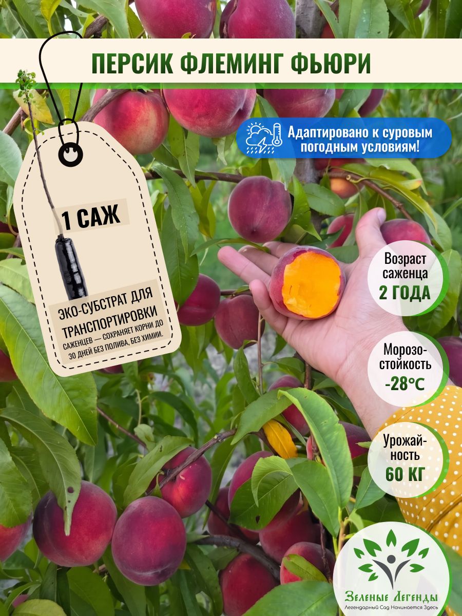 Саженец персика Флеминг Фьюри