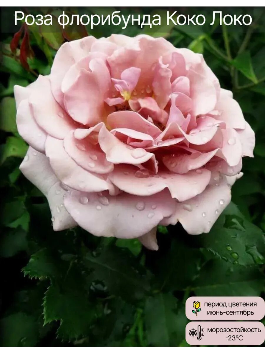 Роза флорибунда Коко Локо