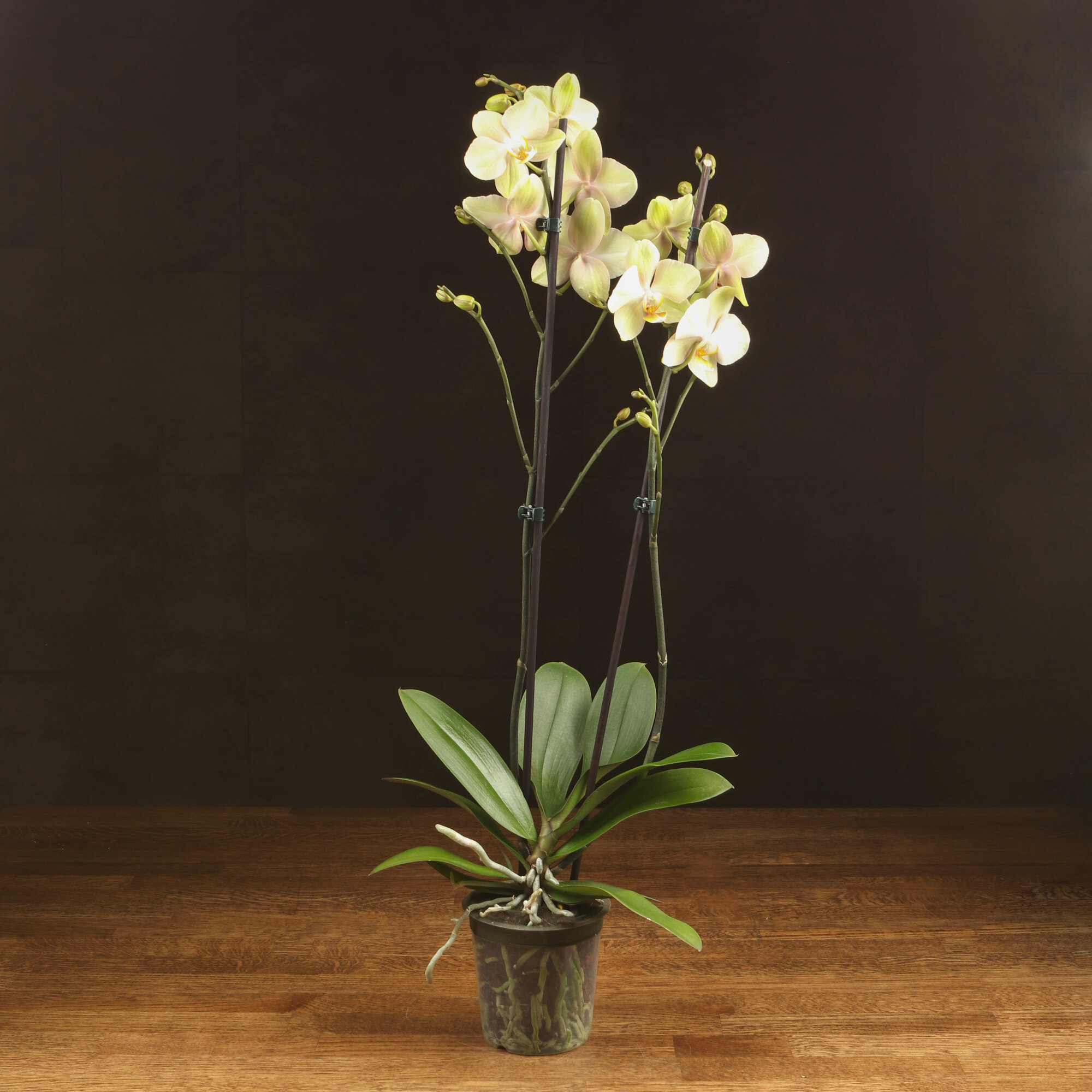 Комнатное растение LuxuryPlants Орхидея фаленопсис Sparks Искры