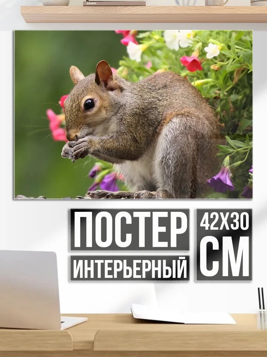 Плакат постер Белка