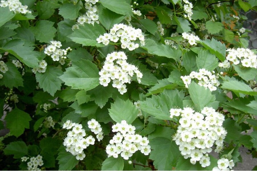 Боярышник кроваво-красный (Crataegus sanguinea), 70-90, С7