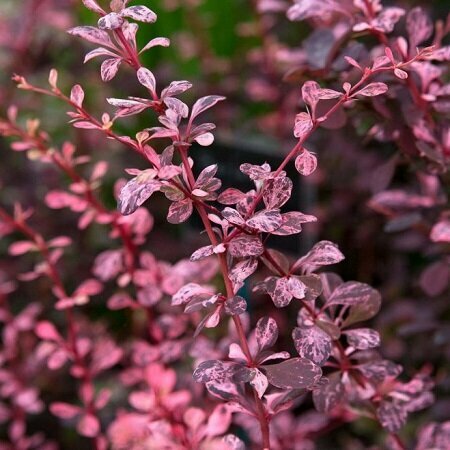 Барбарис тунберга Пинк Аттрактион (Pink Attraction), 60-80, C5