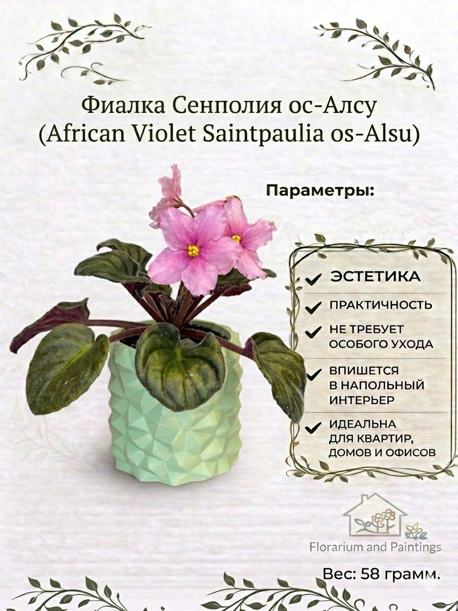 Комнатное растение фиалка семполия сортовая (ос-Алсу )автополив