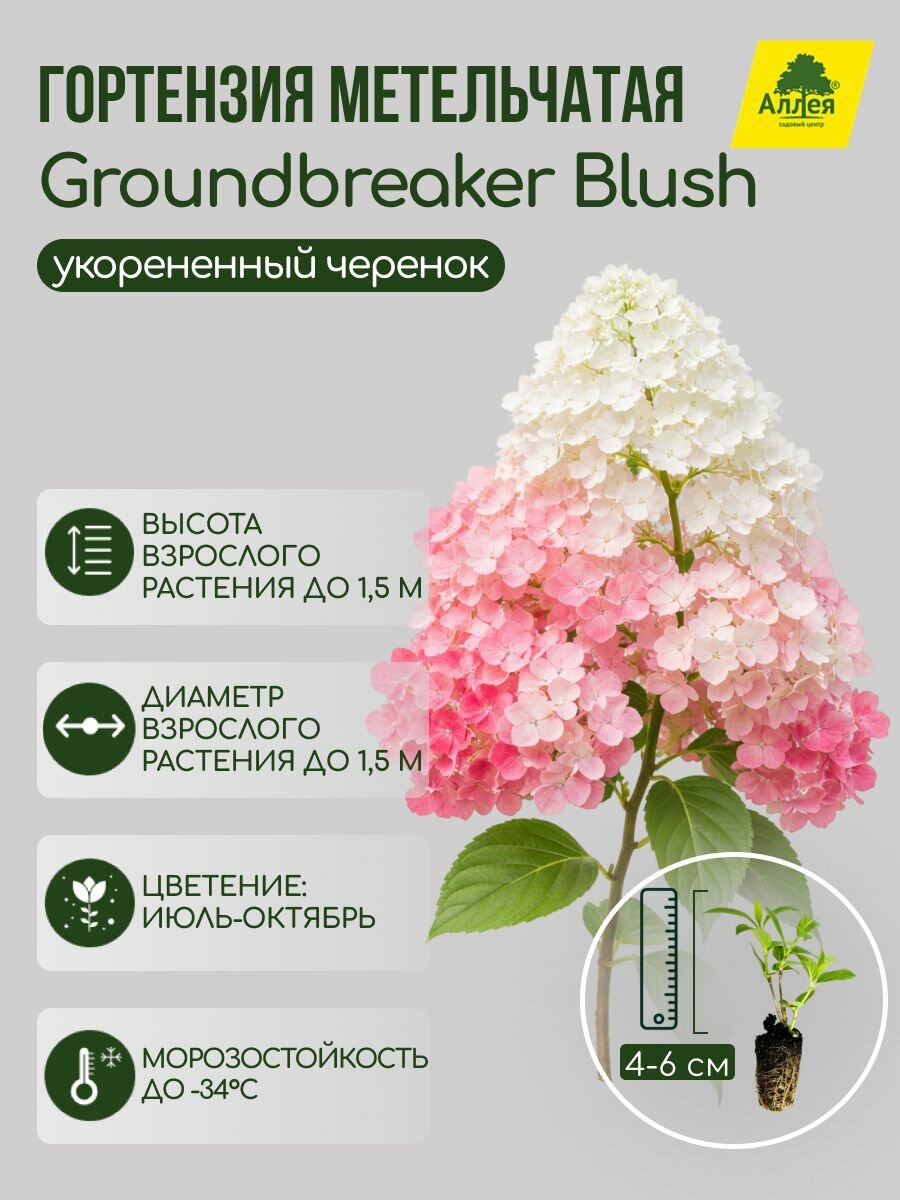 Гортензия метельчатая Groundbreaker Blush укорененный черенок 1шт