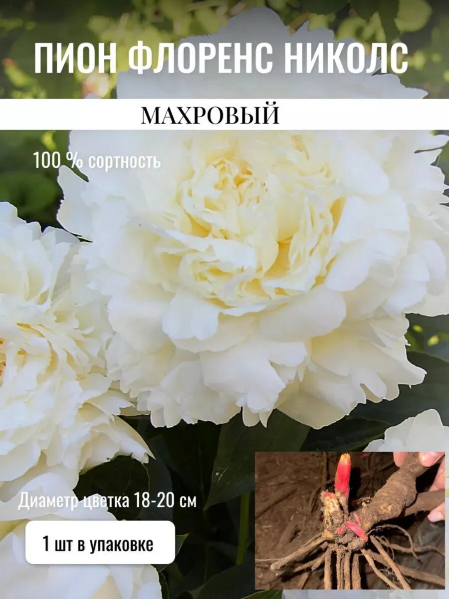 Пион "Флоренс", многолетник, высота 100 см, белый цвет, 1 шт