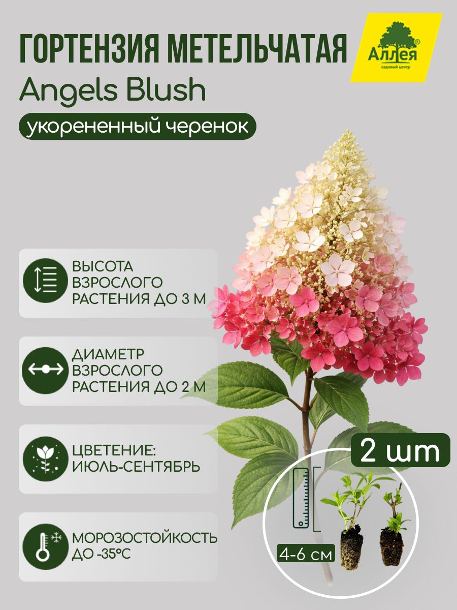 Гортензия метельчатая укоренённый черенок Angels Blush 2 шт.