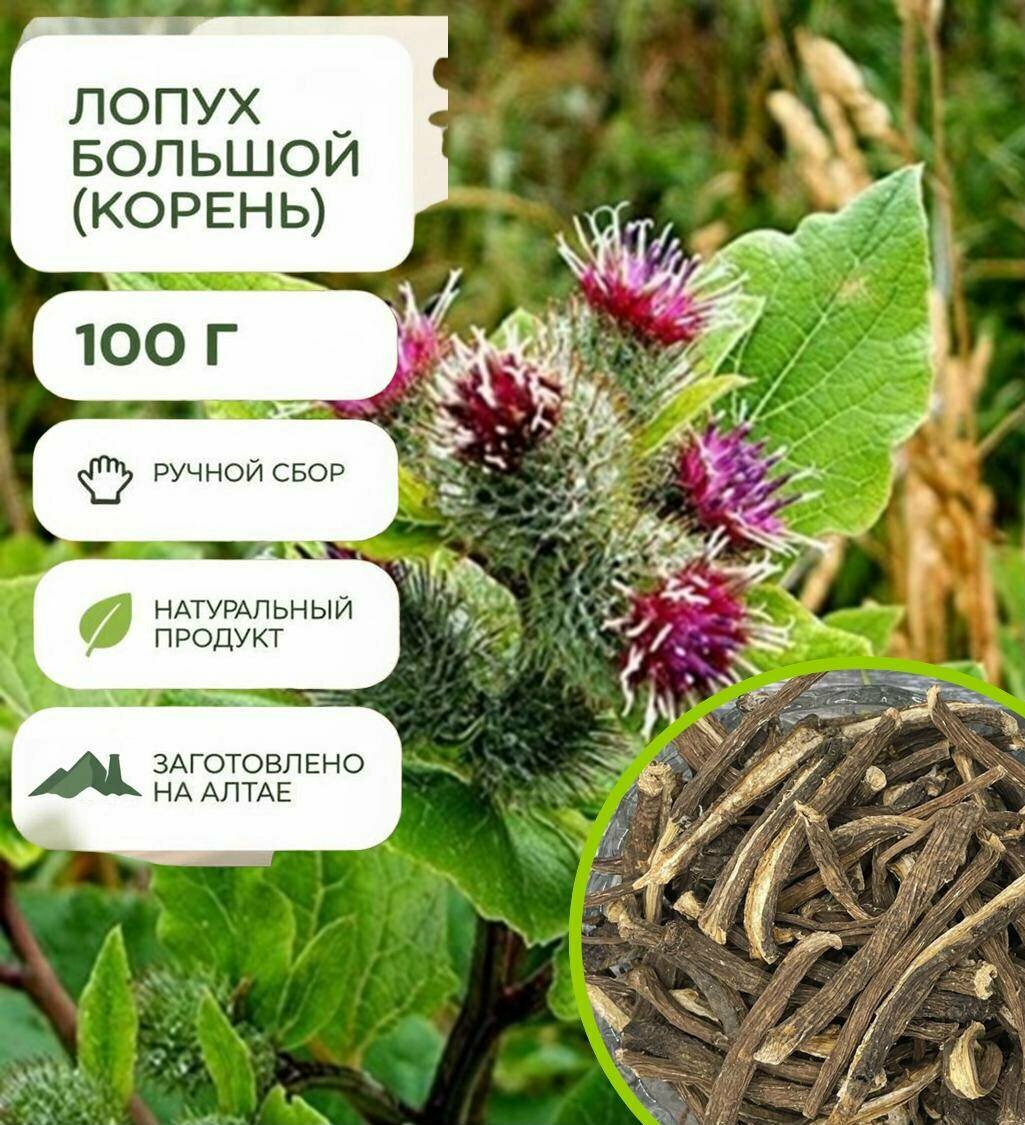Лопух большой (обыкновенный), корень резанный крупно, 100 г, АлтайМир