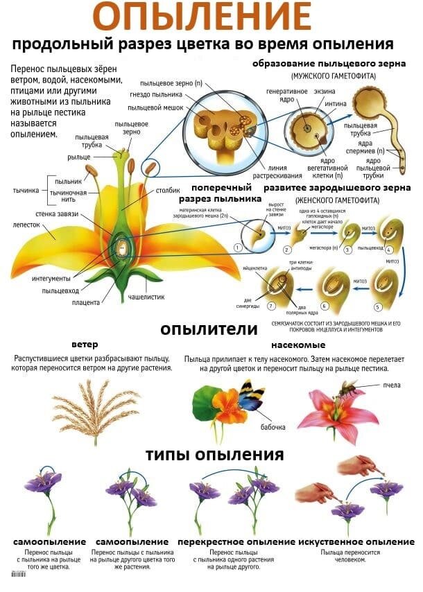 Плакат двухсторонний "Опыление / Распространение семян" (48х68см, лам.)