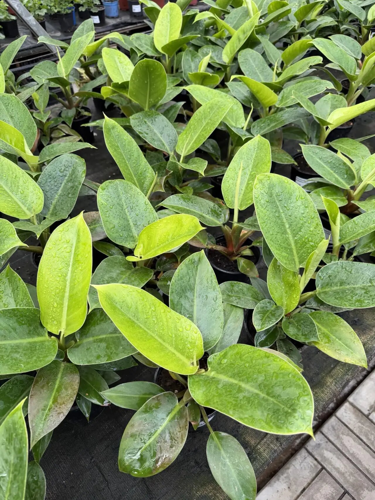 Домашнее растение Комнатный цветок домашний Филодендрон golden Green