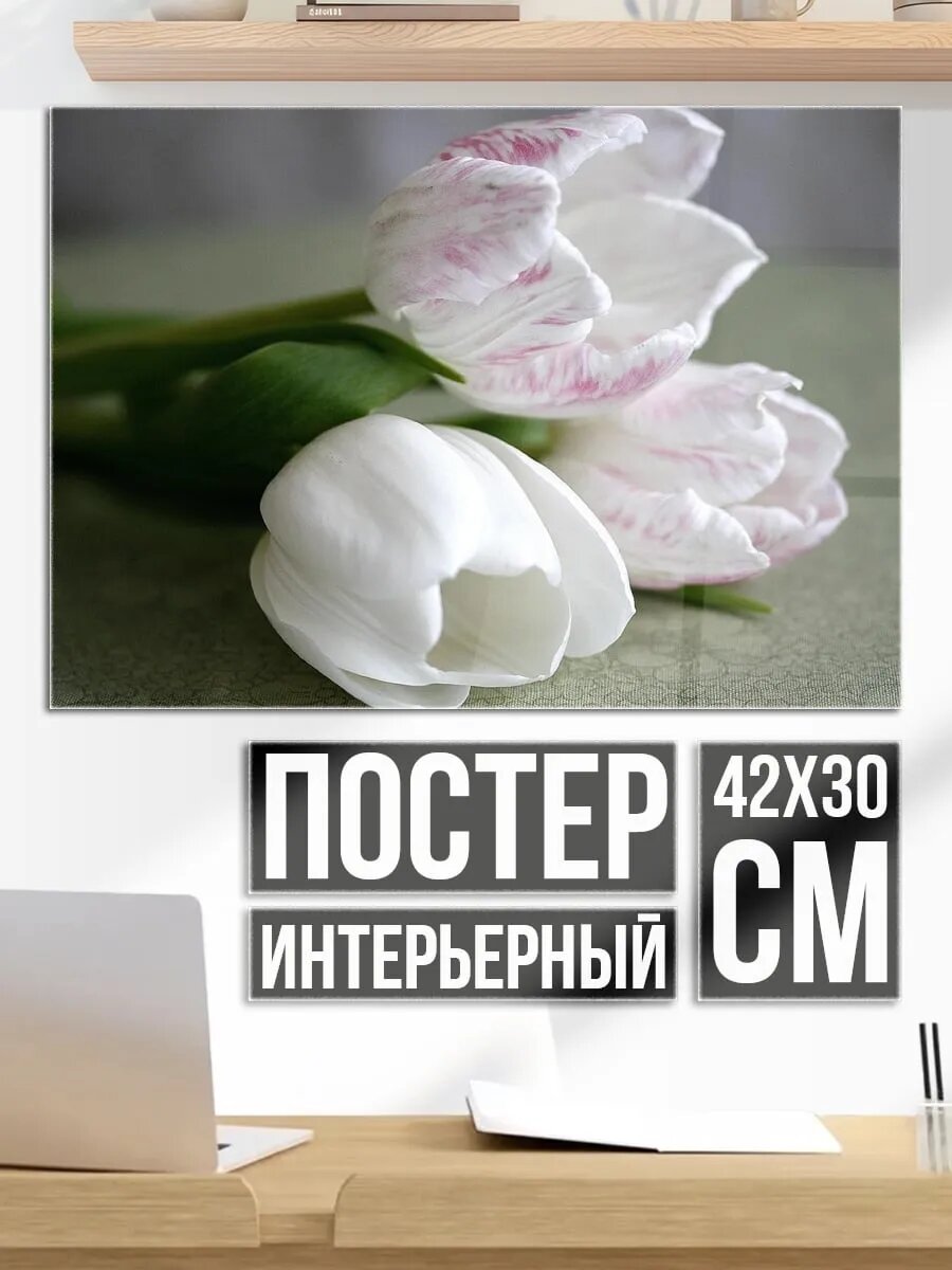 Плакат постер Белые тюльпаны на столе