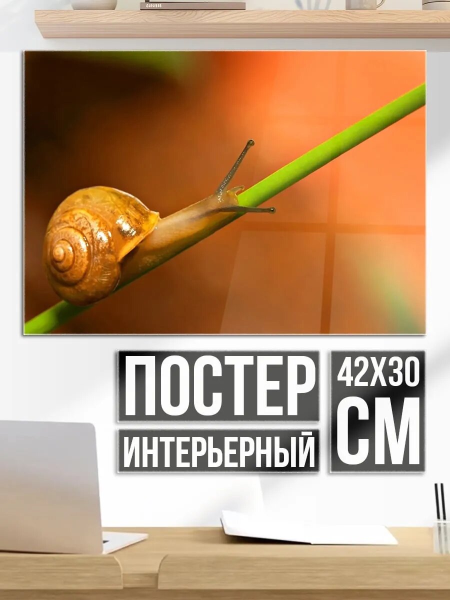 Плакат постер Улитка на ветке