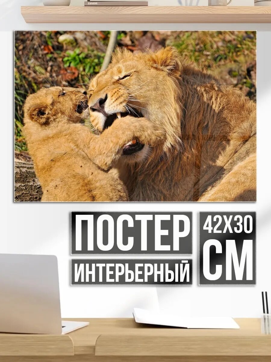 Плакат постер Львы играют