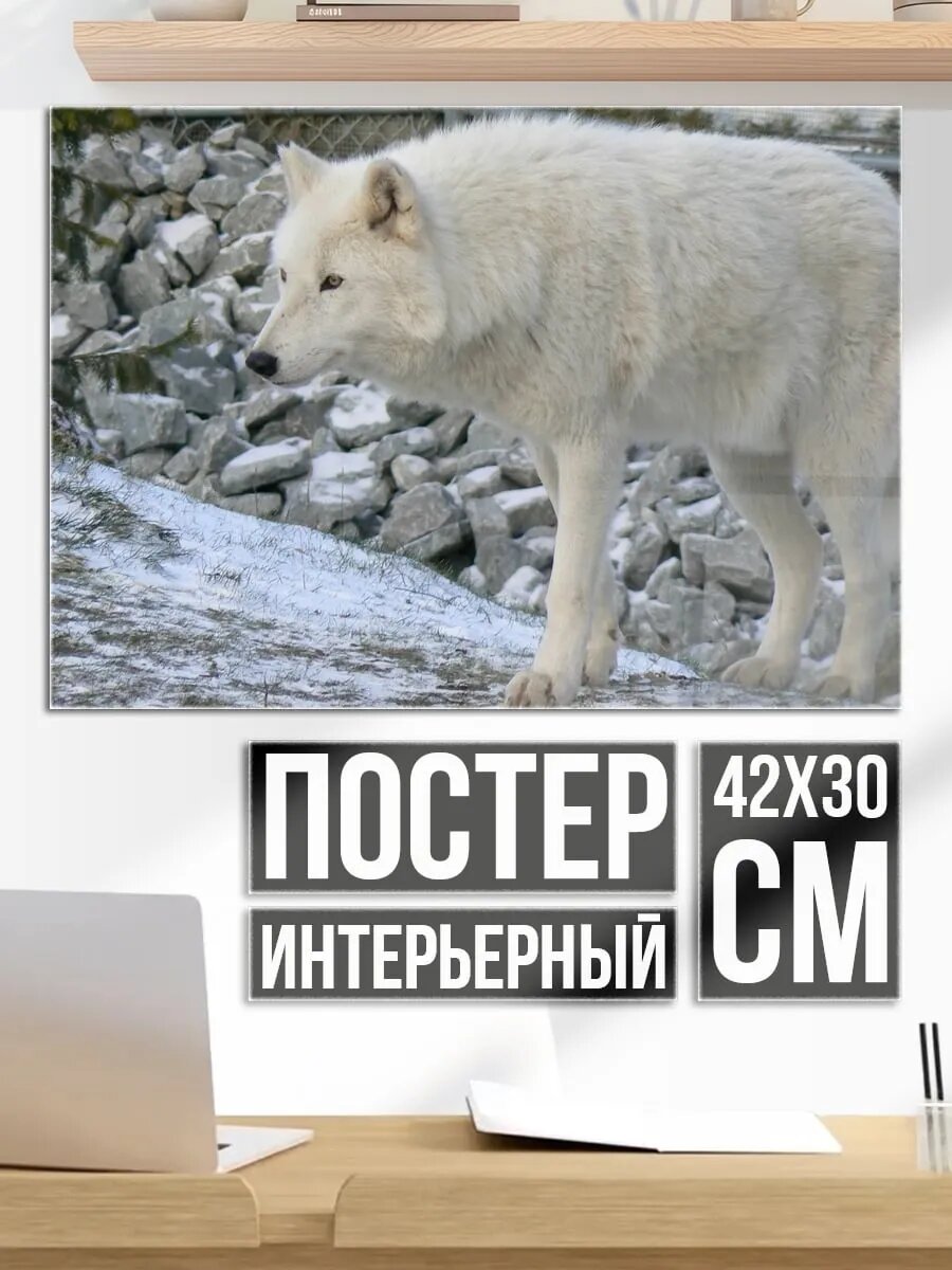 Плакат постер Белый волк в снегу