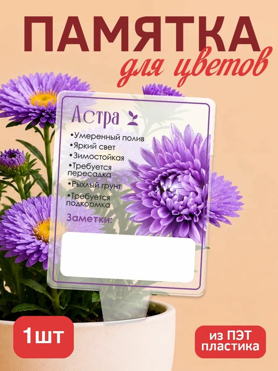 Памятка по уходу за цветами Астра