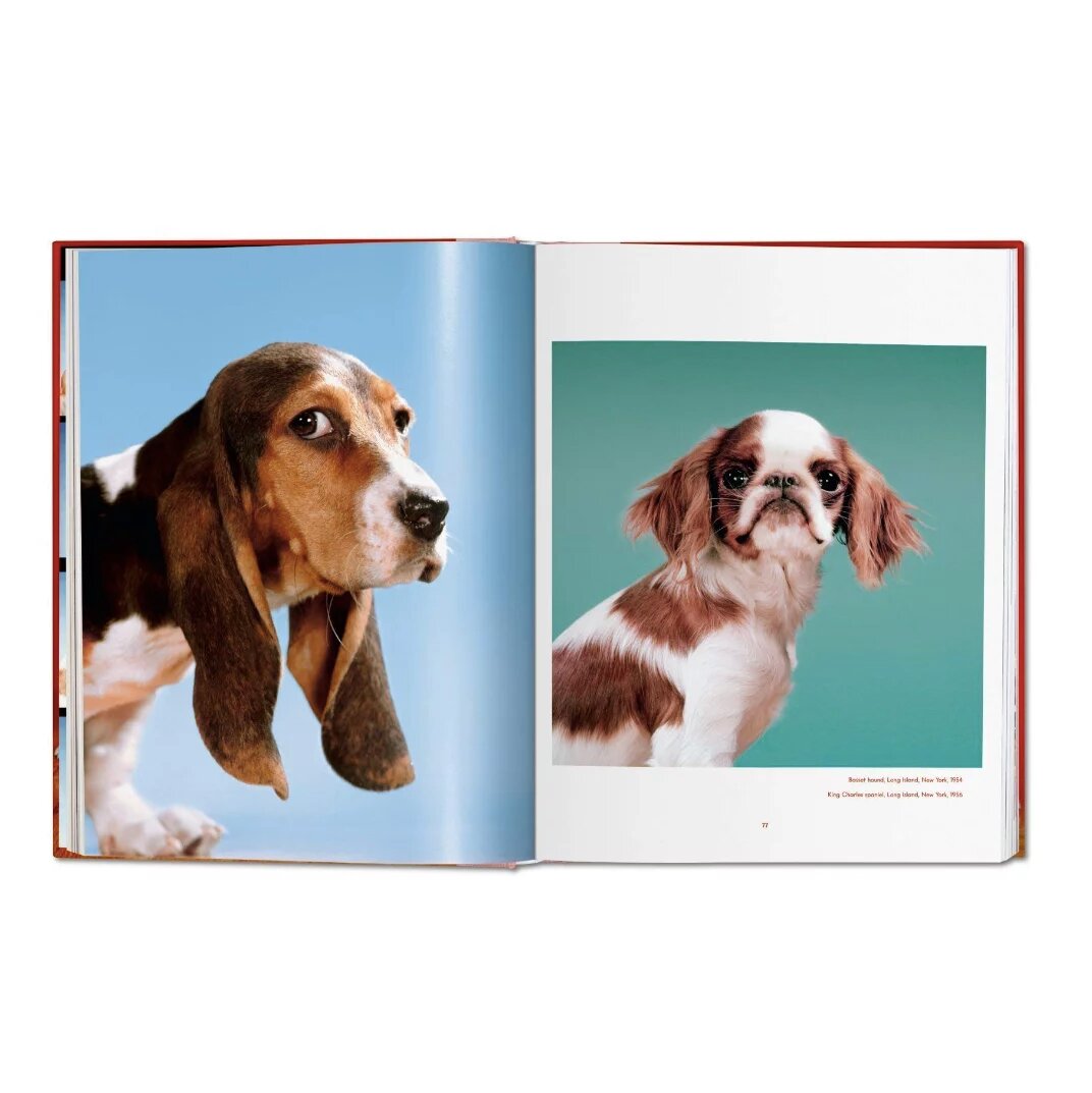 Chandoha, Dogs