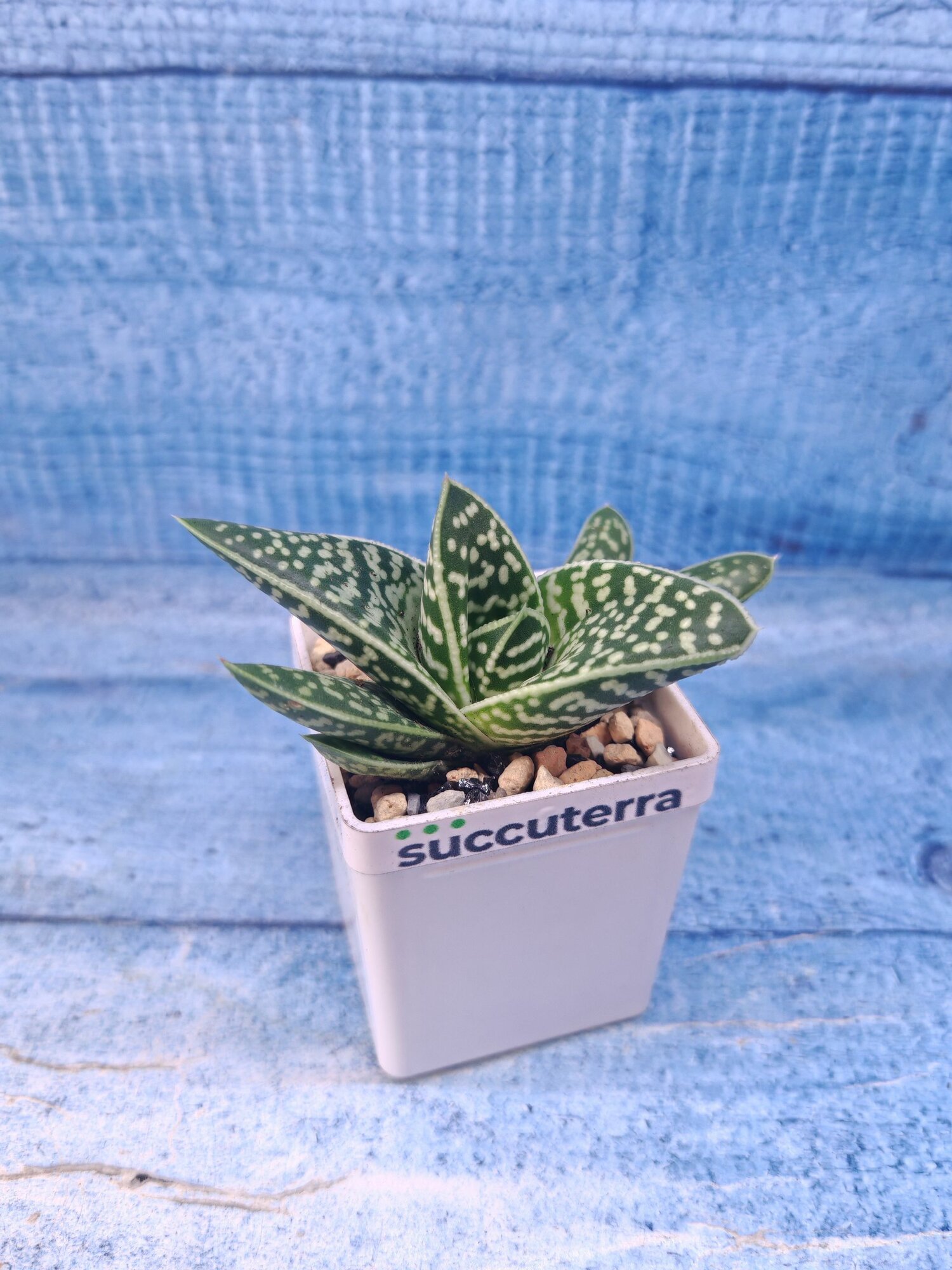 Суккулент Gasteraloe Aveo (Гастерлоэ). Диаметр горшка 5 см. Субстрат Succuterra Classic и фирменный горшочек в комплекте.