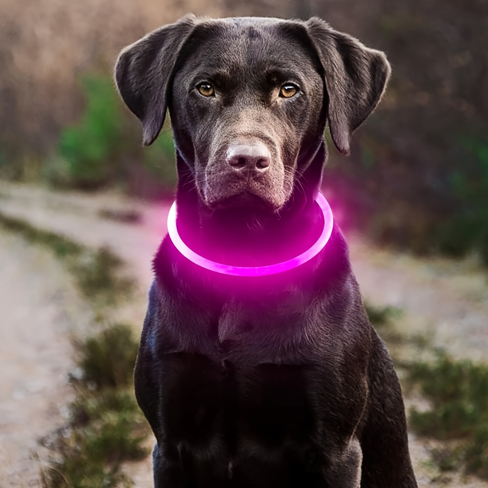 Ошейник для собак светящийся LED PetSafe, защита от потери, USB-зарядка, ожерелье для питомца, регулируемый размер