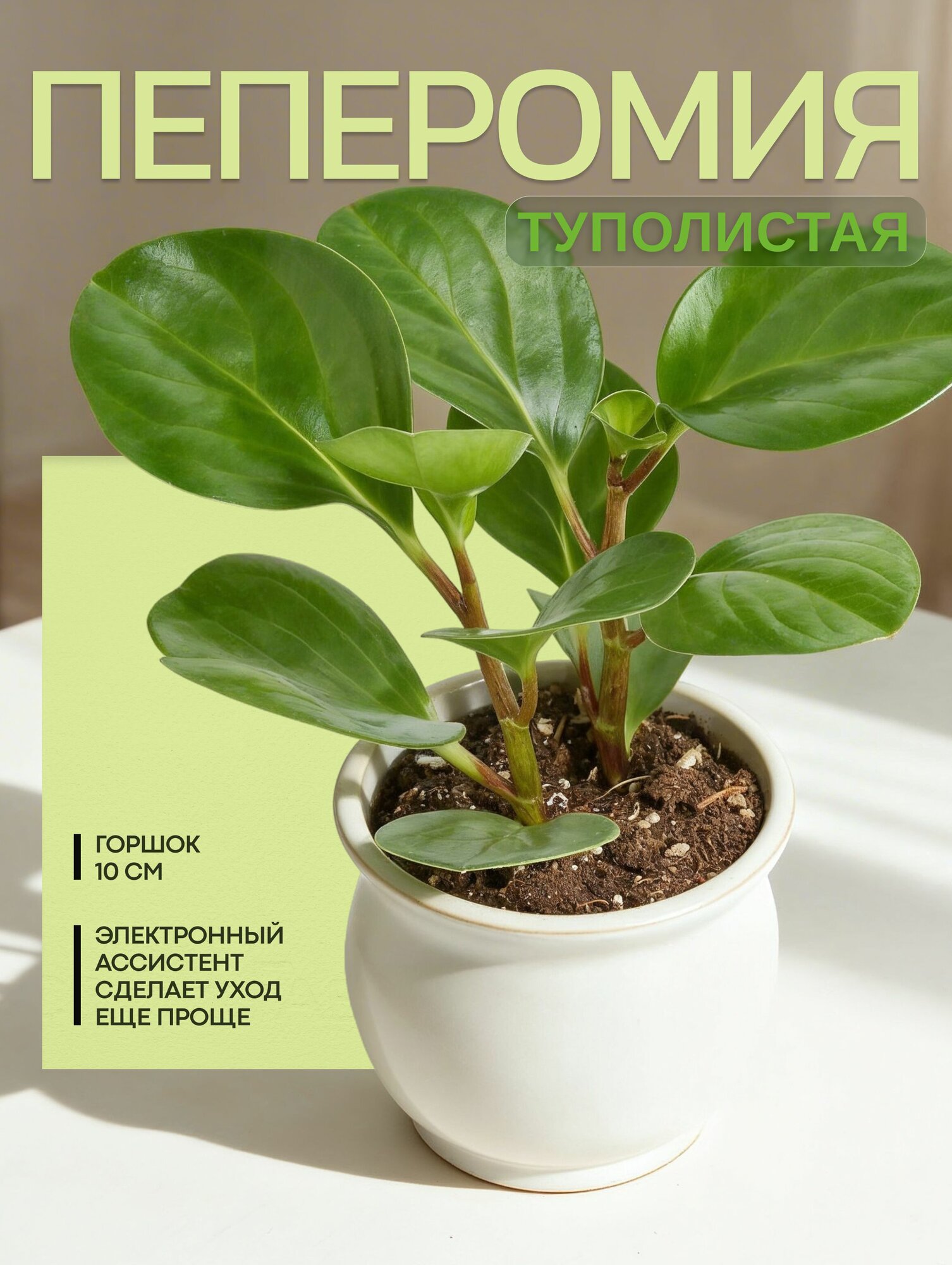 Пеперомия Туполистая