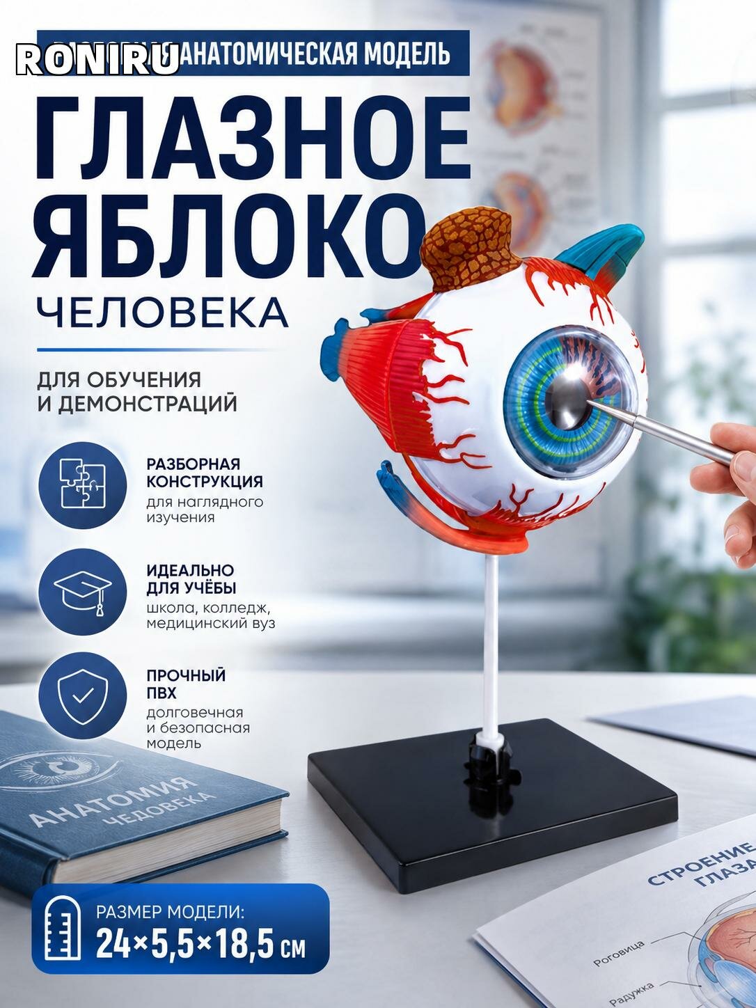 Разборная анатомическая модель глазного яблока человека для занятий и демонстраций ПВХ, учебная модель 24x5,5x18,5 см