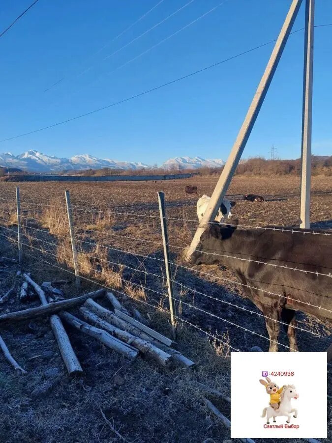 Колючая проволока — фото 1