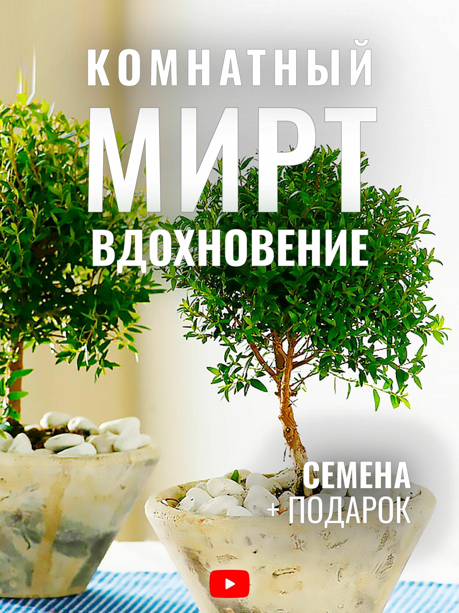 Мирт Комнатный Вдохновение, Семена, 10 шт, источает приятный аромат, бонсай, высокая декоративность семена мирта бонсай ароматный декоративный