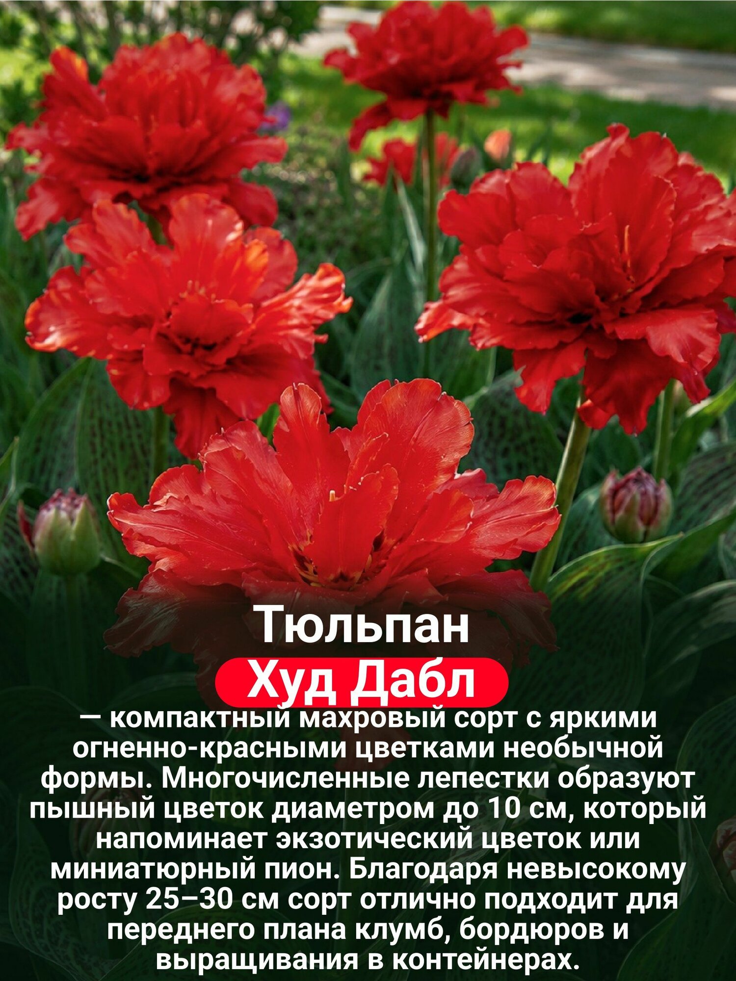 Тюльпаны красные махровые , луковицы сорта "Худ Дабл" - 7 шт. — фото 1