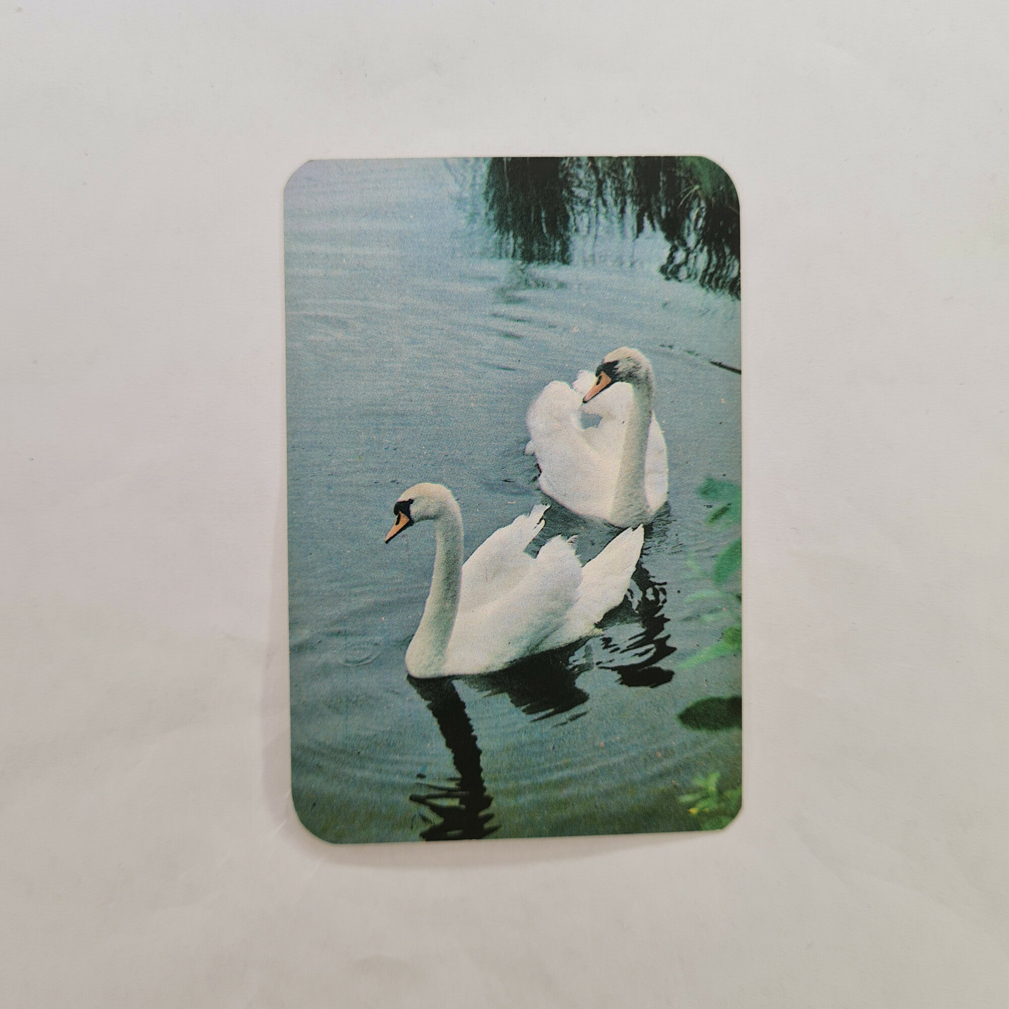 Карманный календарик СССР 1989. Лебеди на воде, природа. Советский сувенирный календарь