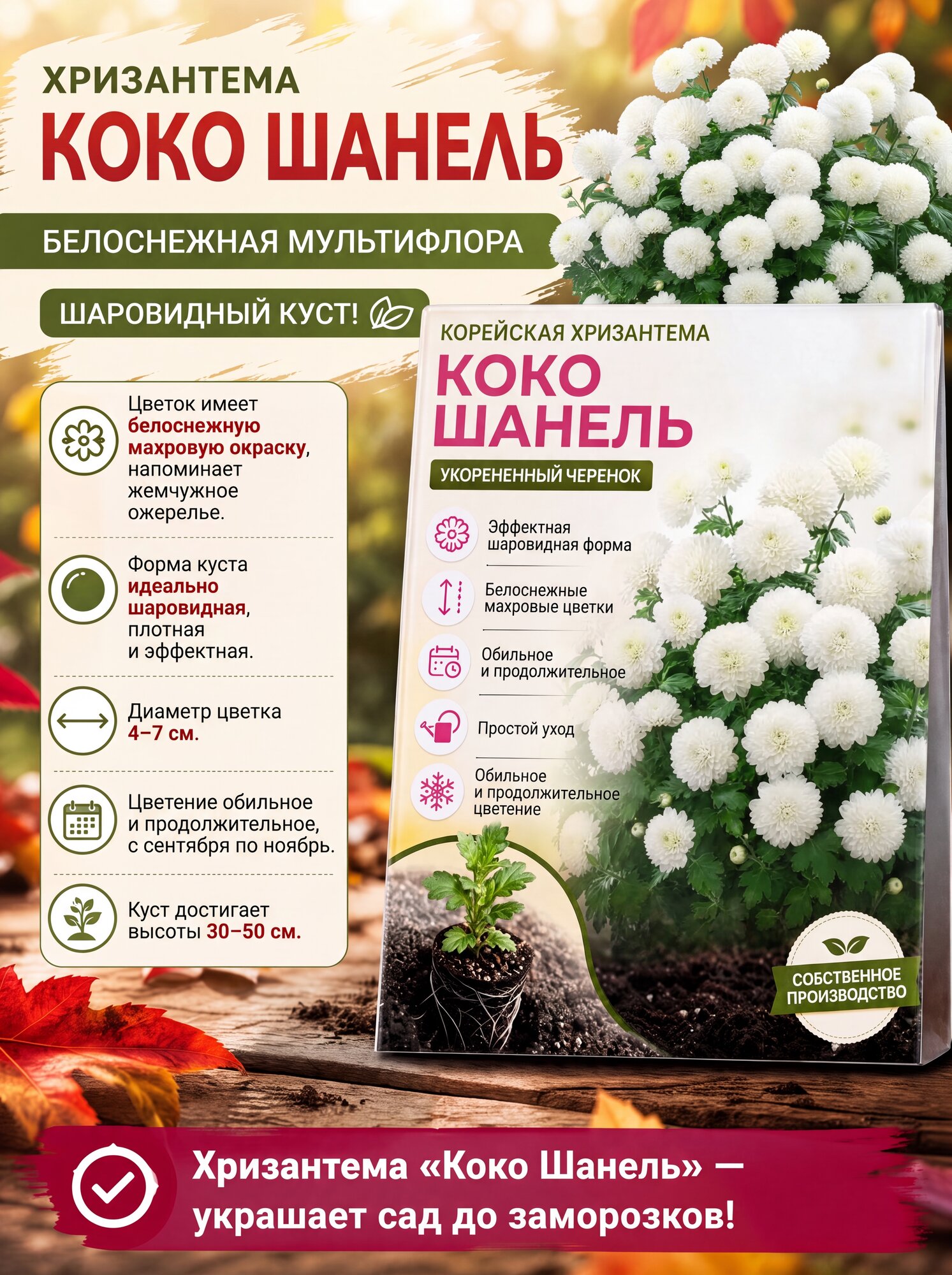 Хризантема шаровидная мультифлора «Коко Шанель» белая