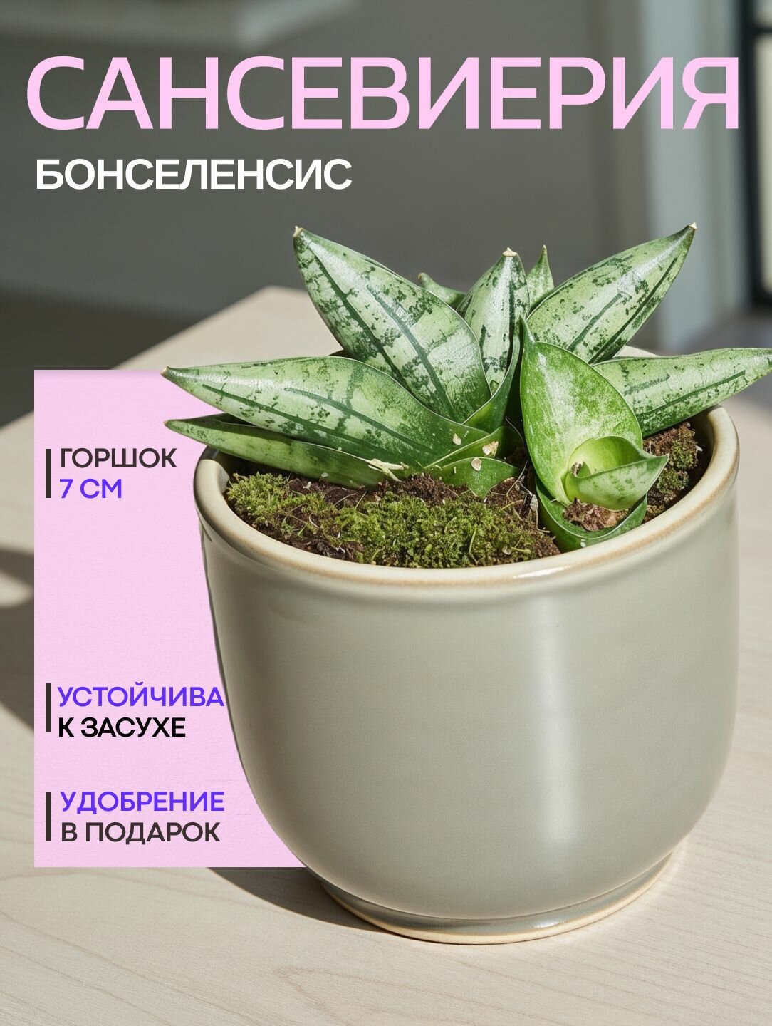 Комнатный цветок Сансевиерия "Бонселенсис", живой, в горшке.