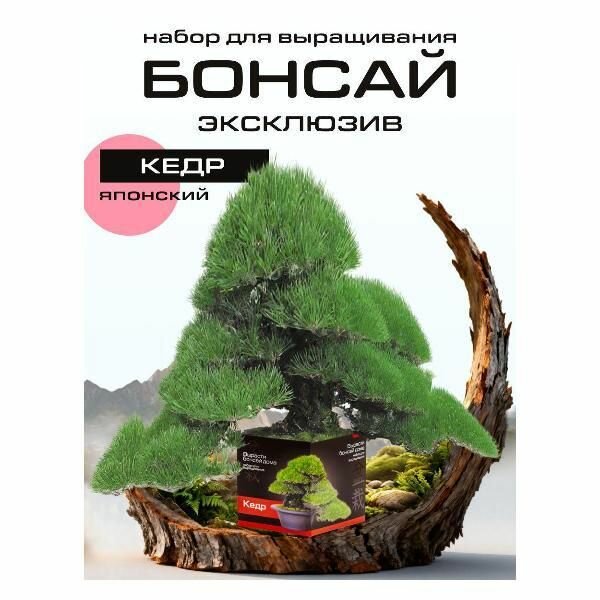 Набор для выращивания растений бонсай. Кедр