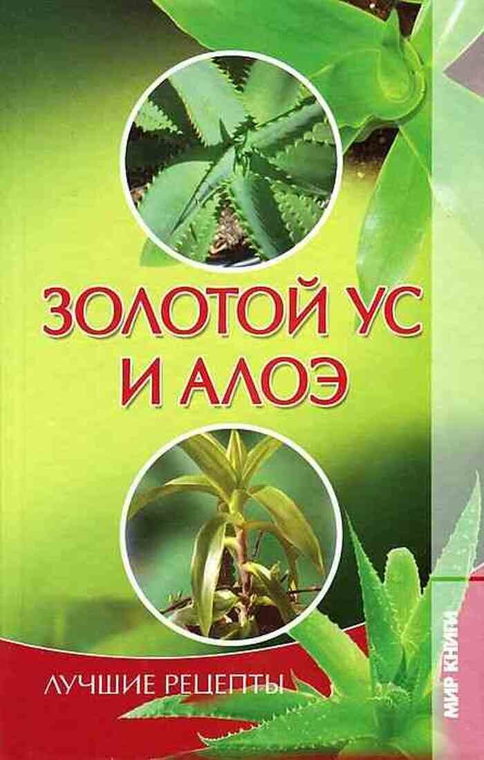Золотой ус и алоэ. Лучшие рецепты
