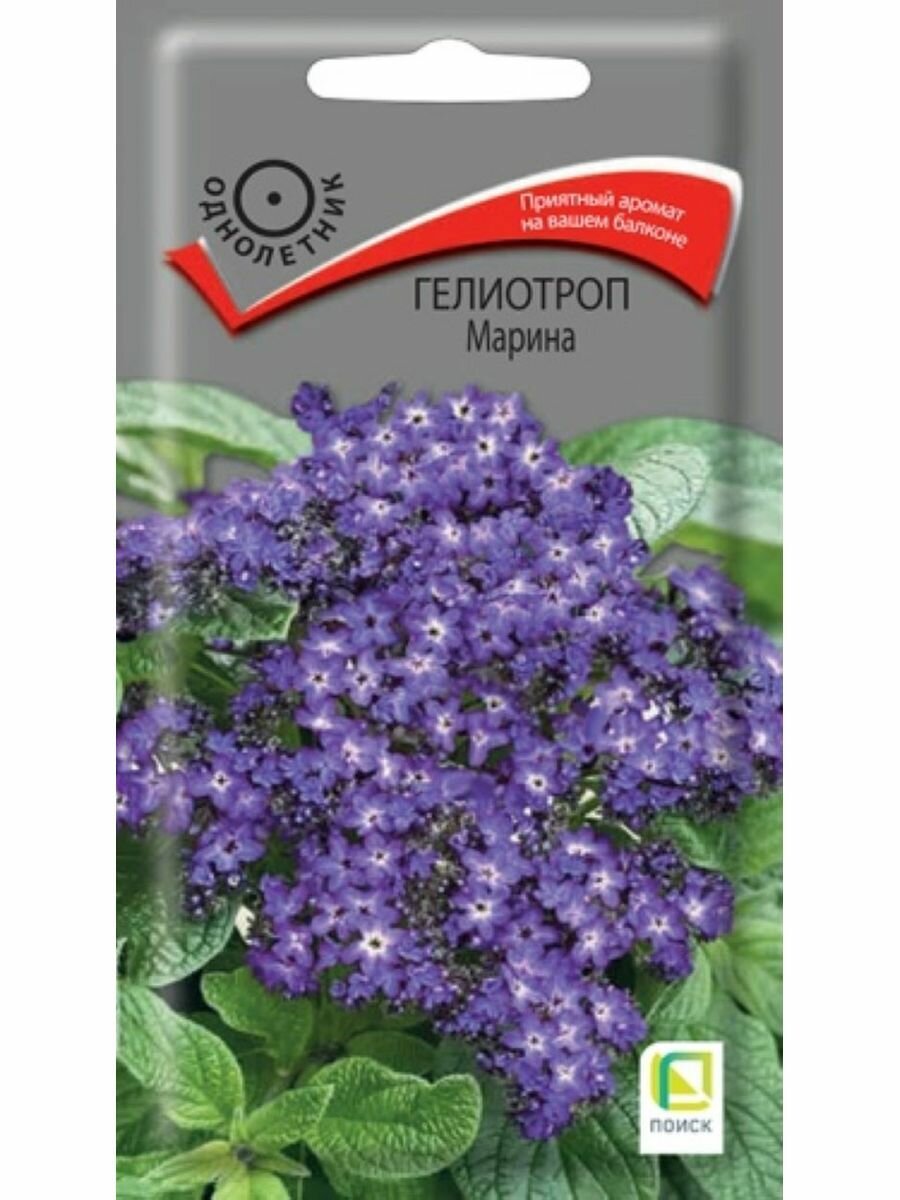 Гелиотроп (древовидный) Марина.