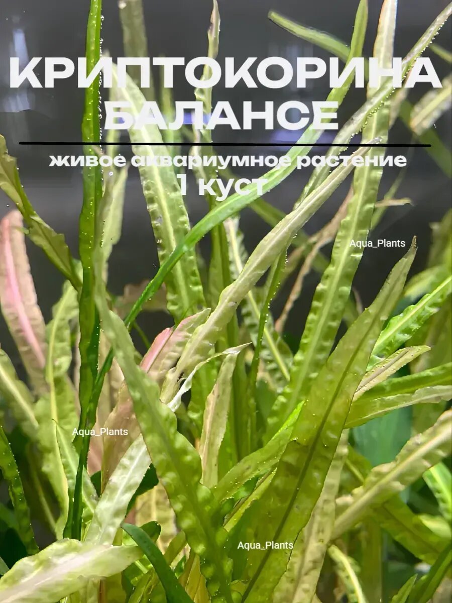 Аквариумное растение Криптокорина "Балансе", живое, высота 10см