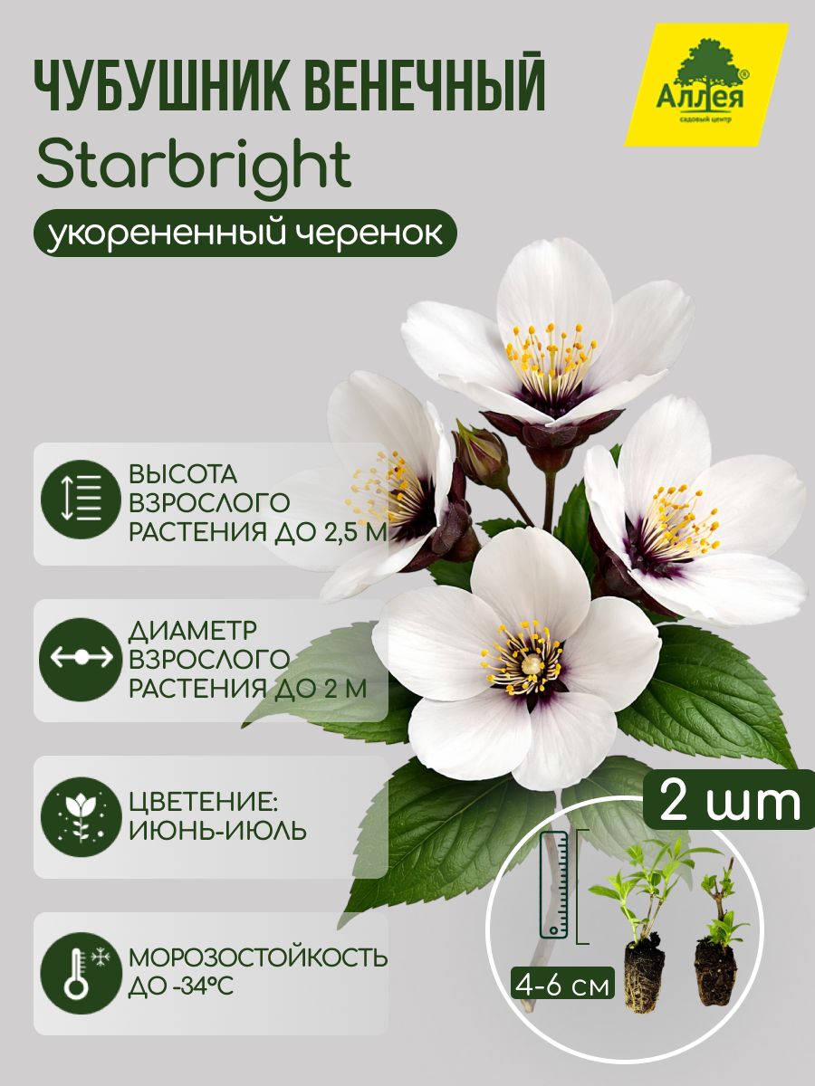 Чубушник венечный Starbright укорененный черенок, 2 шт.