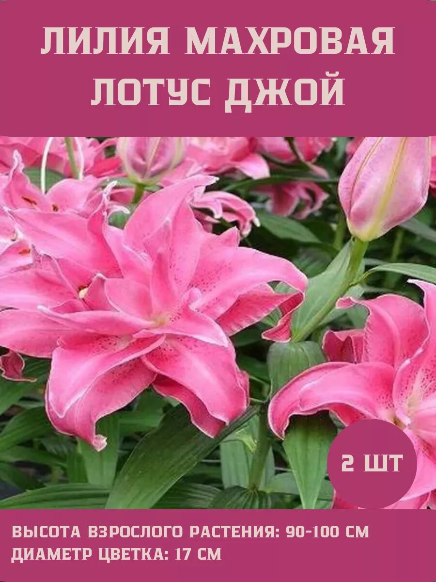 Луковицы лилий; Махровая лилия; Азиатская лилия