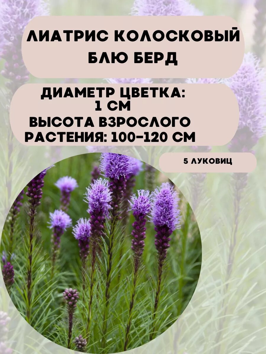 Лиатрис колосковый/Луковицы лиатриса