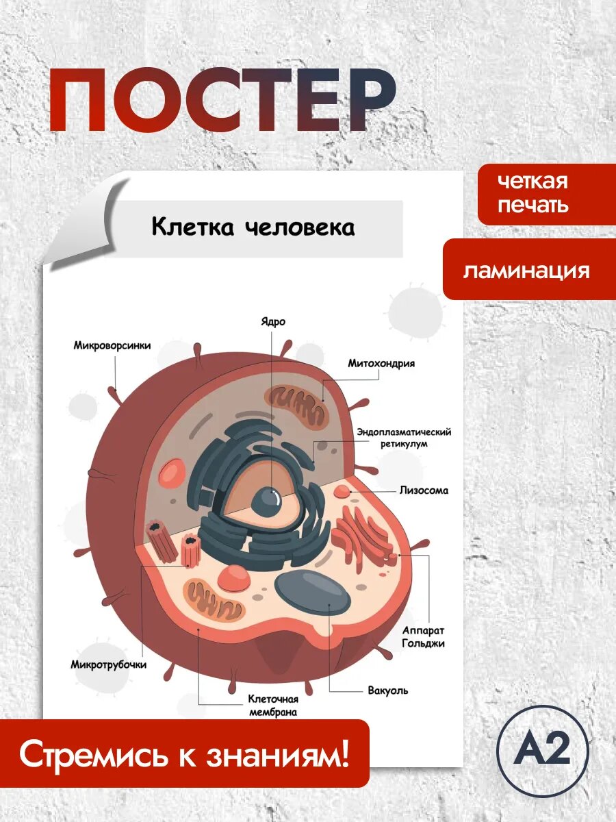 Постеры А2 по анатомии Клетка человека