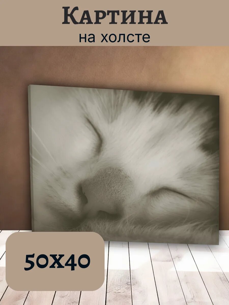 Картина Кот Кошка Cat 40x50 спящий усатый питомец