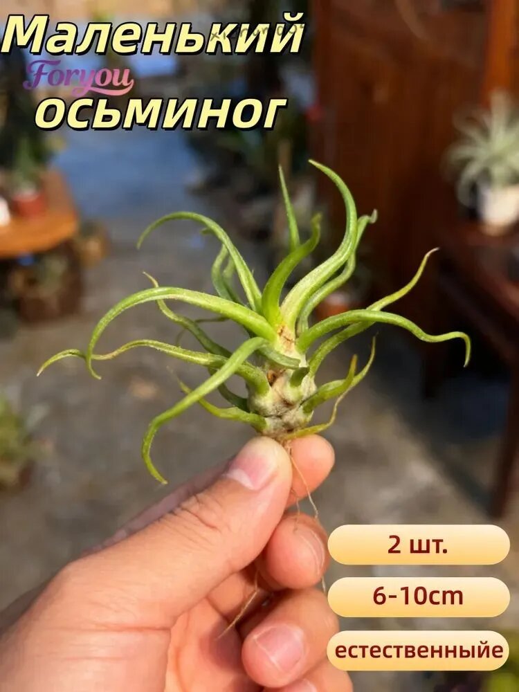 Стабилизированные цветы 7 см 2 шт светло-зеленый