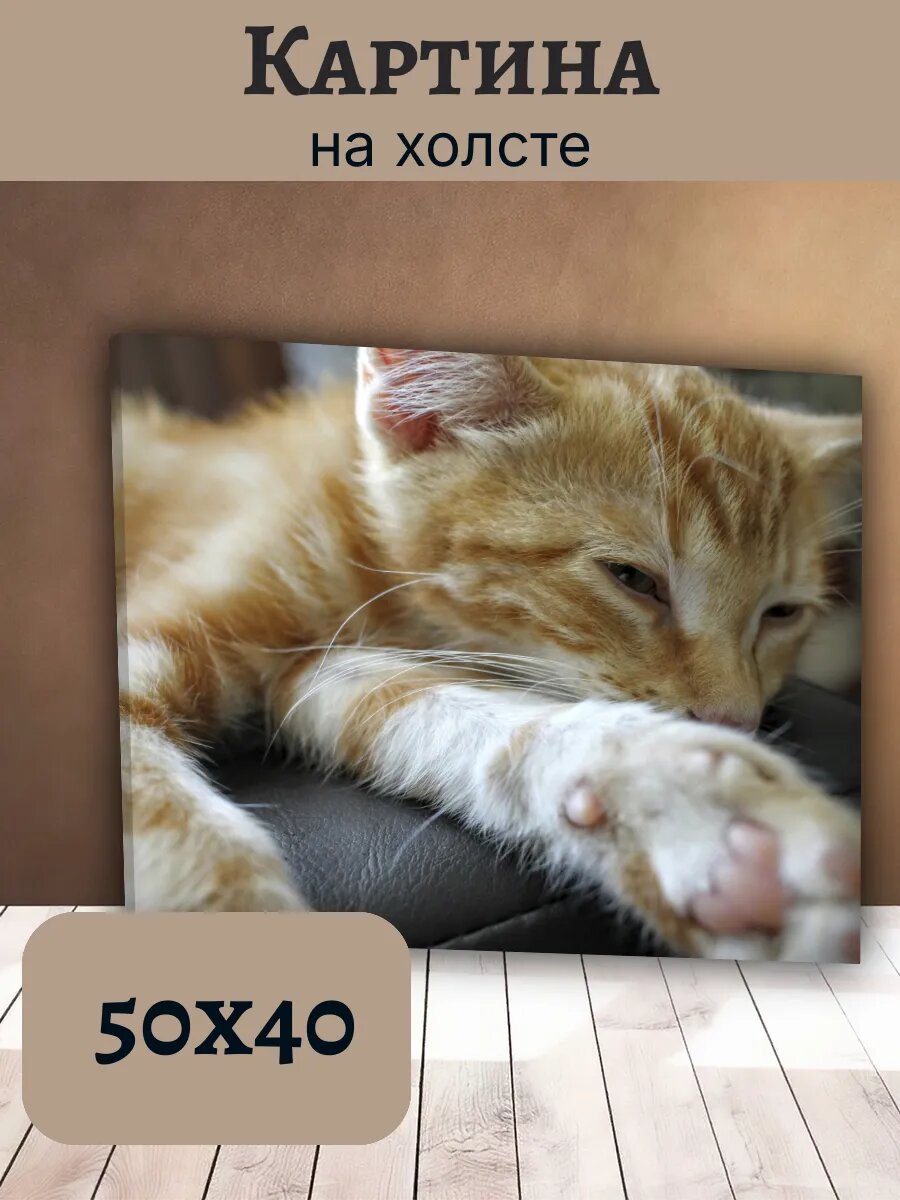 Картина Кот Кошка Cat 40x50 с уютным рыжим котенком