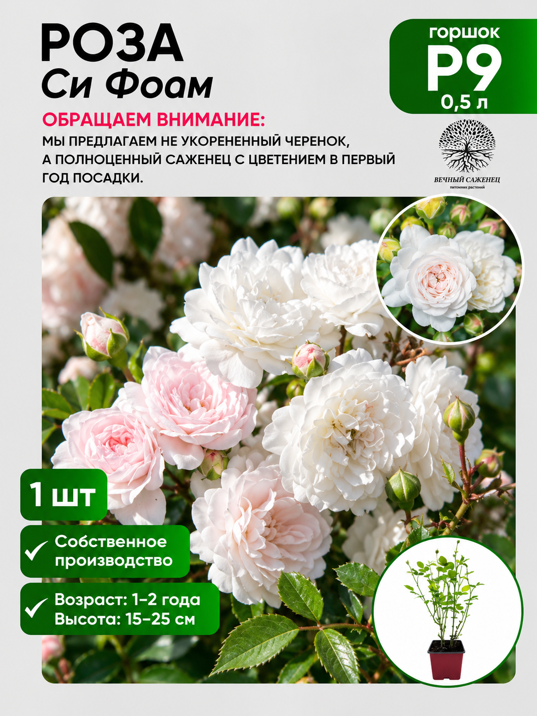 Роза почвопокровная Си Фоам, саженец для сада и дачи, декоративное растение для посадки
