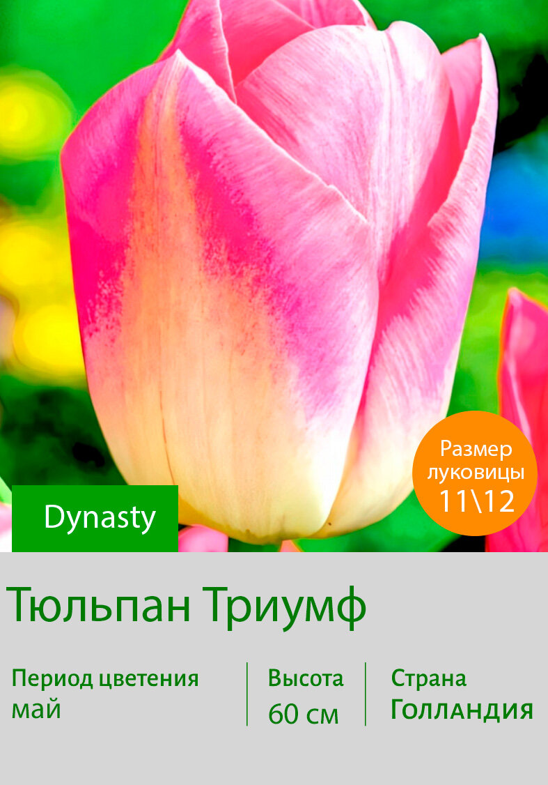 Тюльпан Династи (Dynasty), Триумф. Луковицы, 7 шт. Сотка.